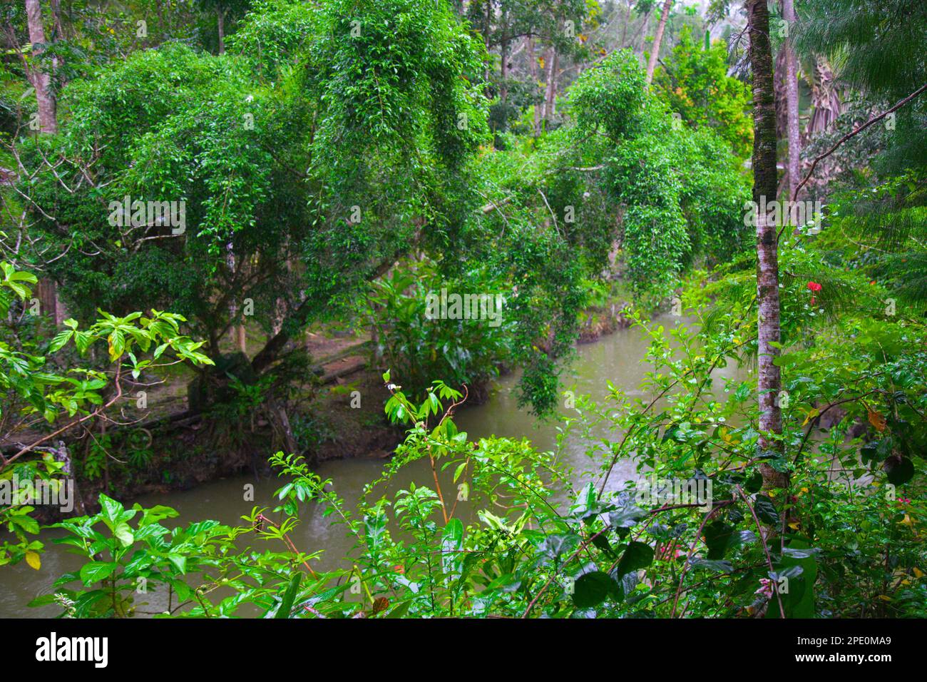 Malaysia, Sabah, Sepilok, rainforest, flora, vegetation, plants, trees ...