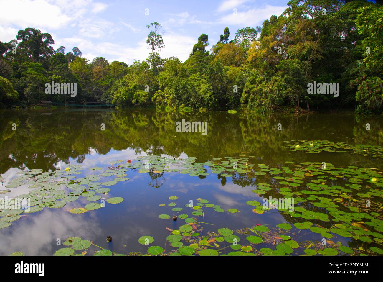 Malaysia, Sabah, Sepilok, rainforest, flora, vegetation, plants, trees ...