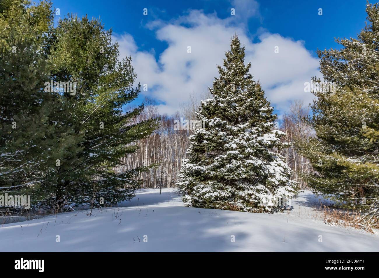 Trees on a long-gone farm clearing along Munising Ski Trails at ...