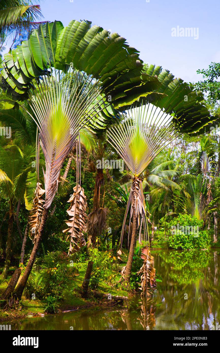 Malaysia, Sabah, Sepilok, rainforest, flora, vegetation, plants, trees ...