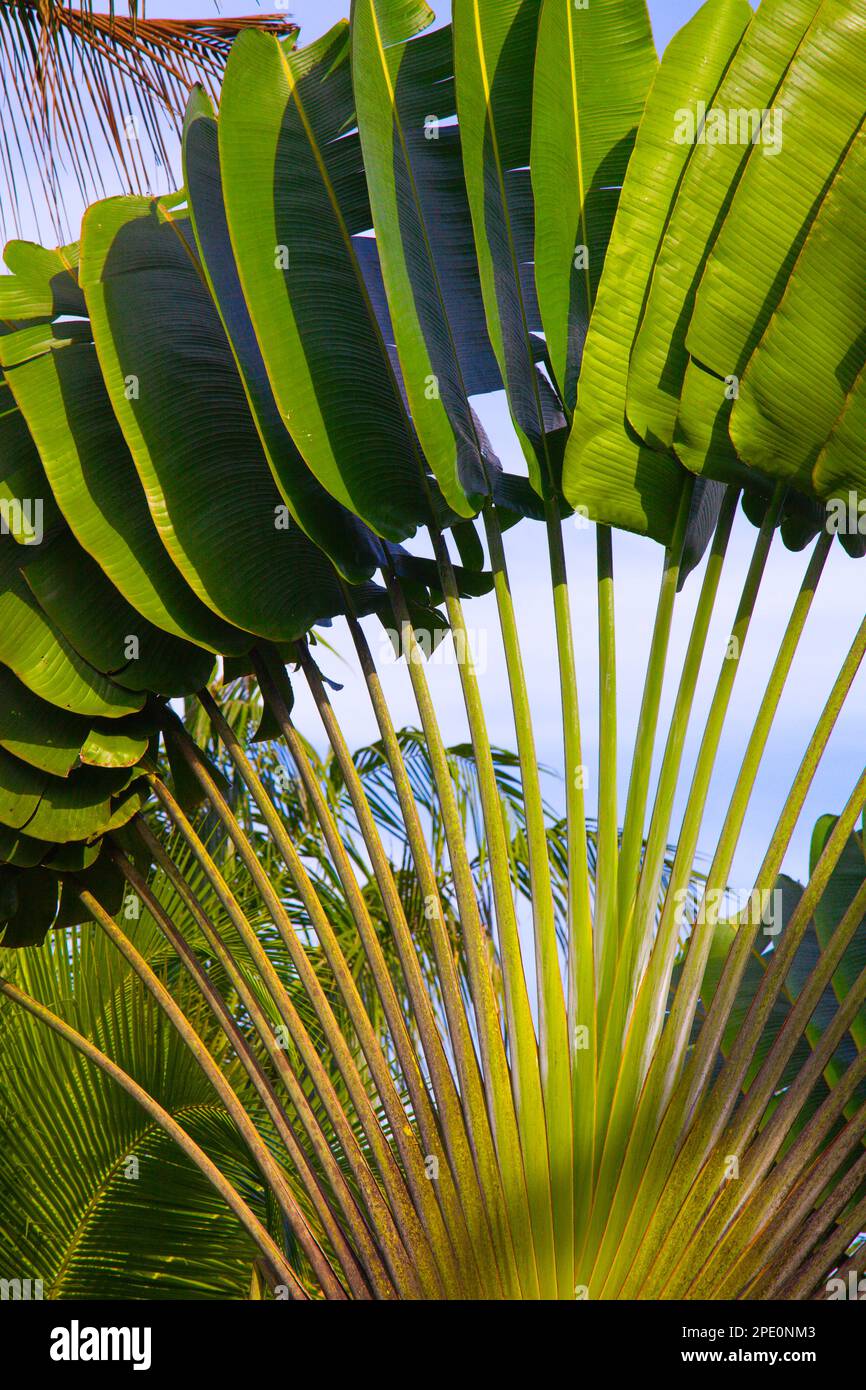 Malaysia, Sabah, Sepilok, rainforest, flora, vegetation, plants, trees ...