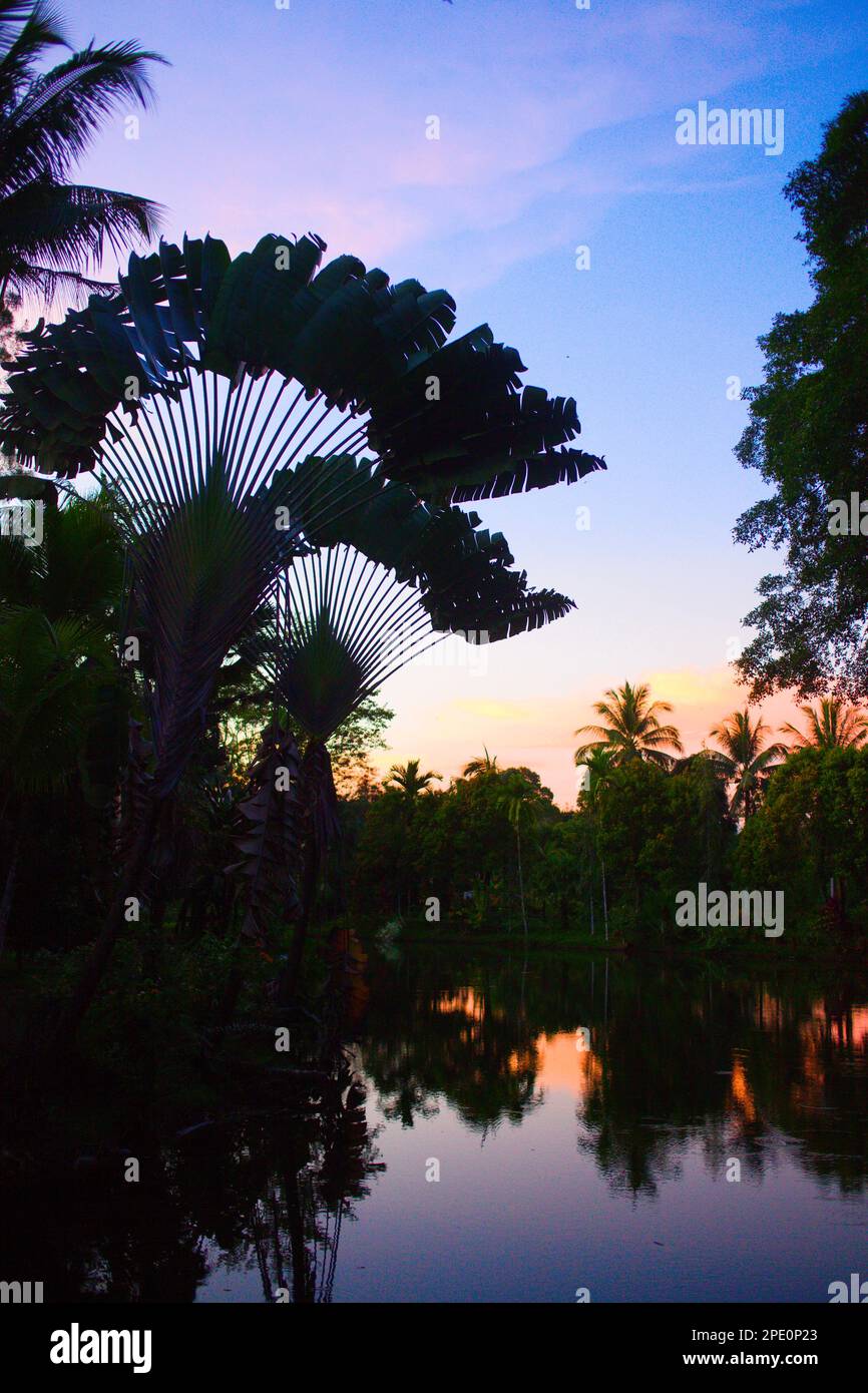 Malaysia, Sabah, Sepilok, rainforest, flora, vegetation, plants, trees ...