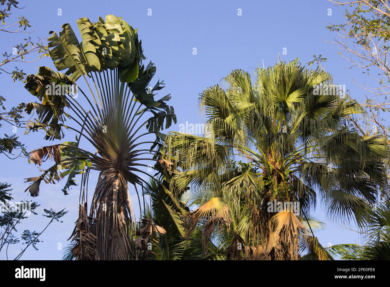 Malaysia, Sabah, Sepilok, rainforest, flora, vegetation, plants, trees ...