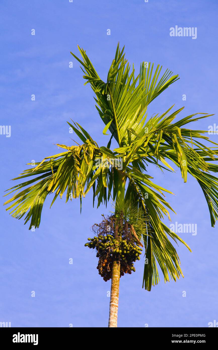 Malaysia, Sabah, Sepilok, rainforest, flora, vegetation, plants, trees ...