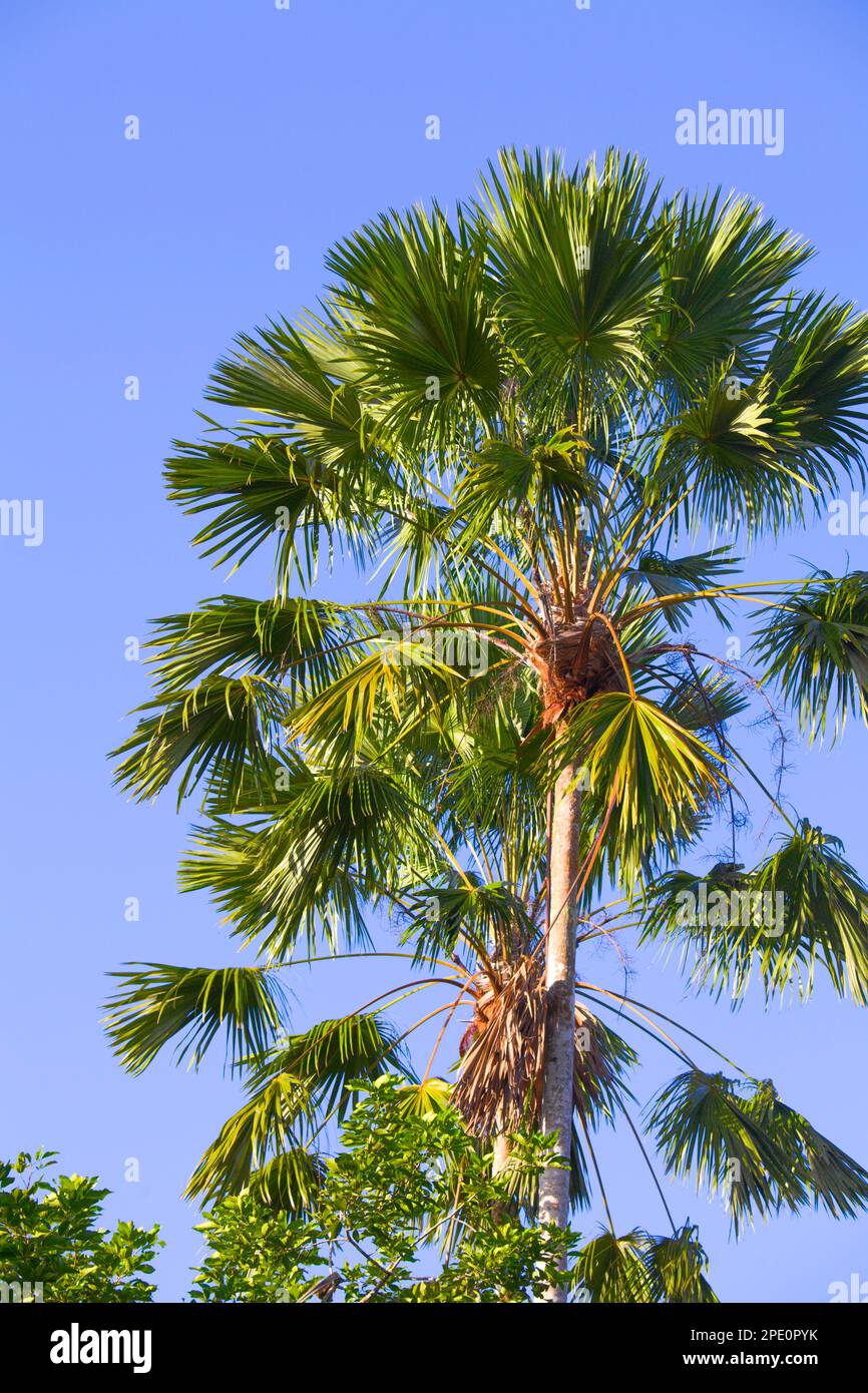 Malaysia, Sabah, Sepilok, rainforest, flora, vegetation, plants, trees ...
