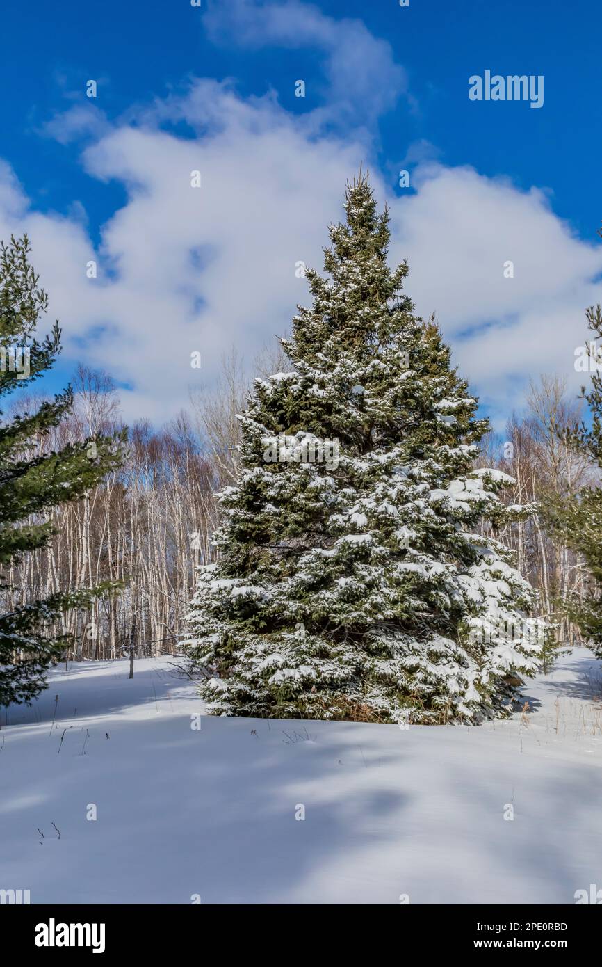 Trees on a long-gone farm clearing along Munising Ski Trails at ...
