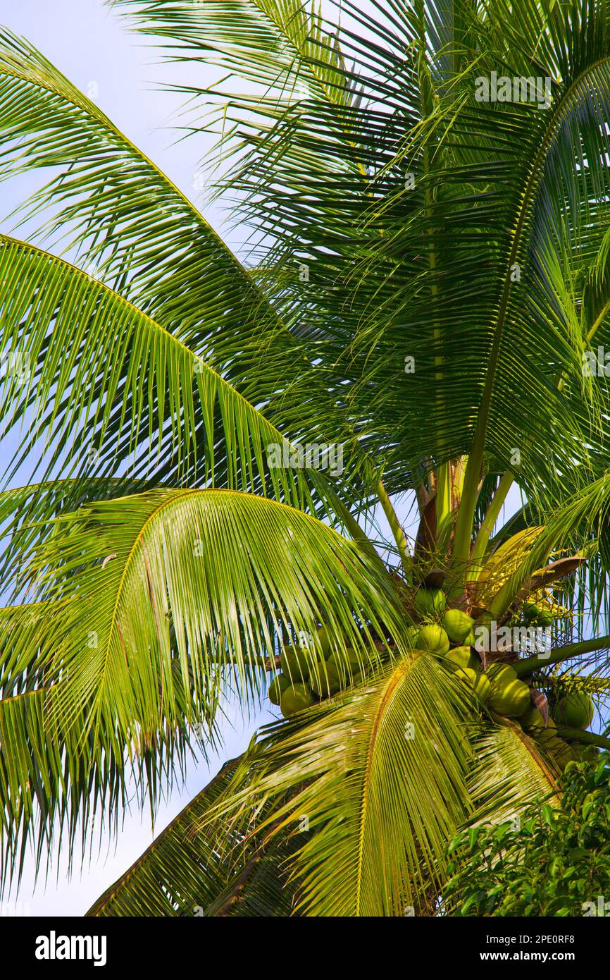 Malaysia, Sabah, Sepilok, rainforest, flora, vegetation, plants, trees ...