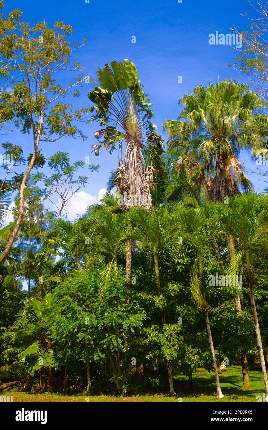 Malaysia, Sabah, Sepilok, rainforest, flora, vegetation, plants, trees ...