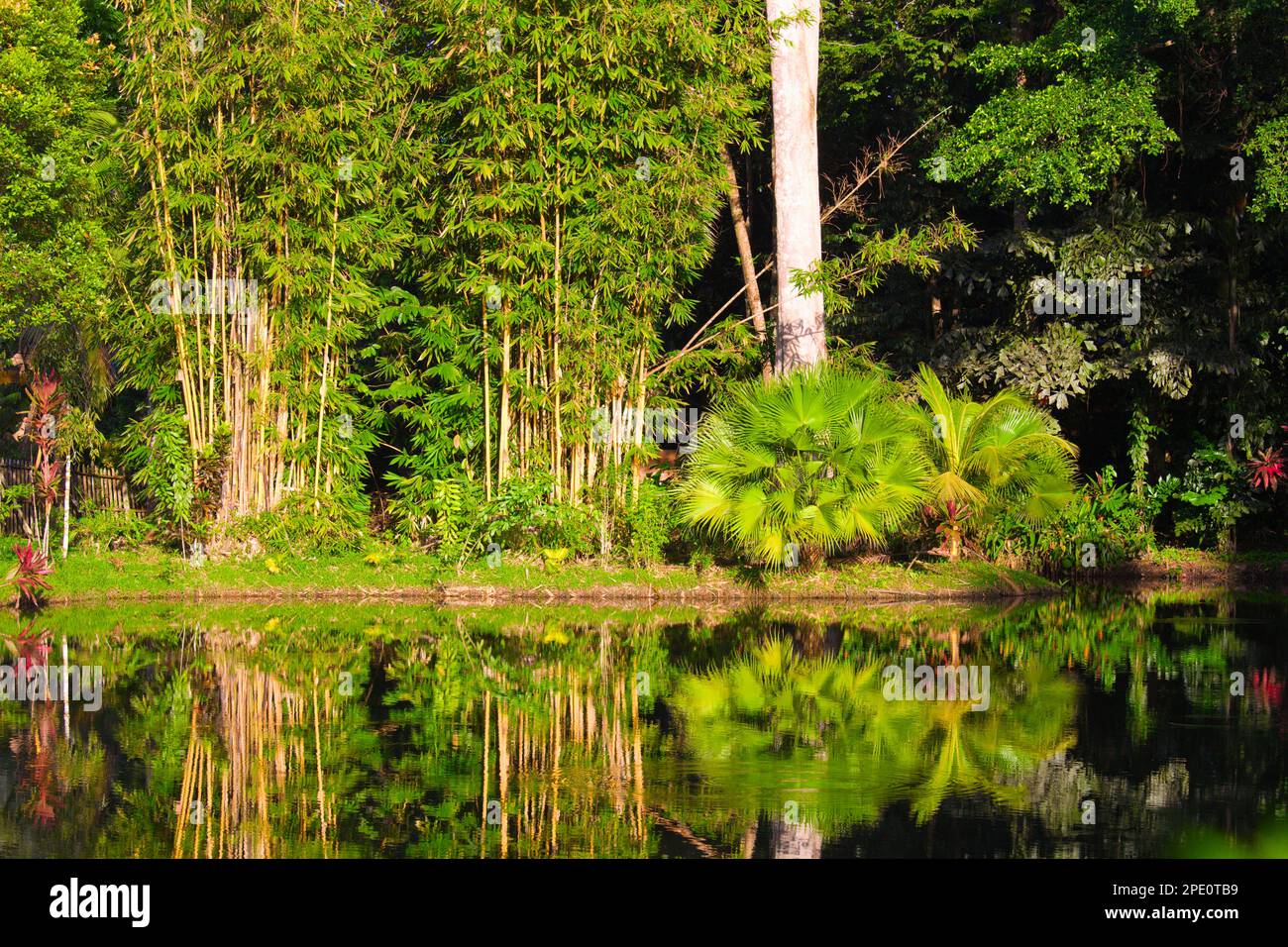 Malaysia, Sabah, Sepilok, rainforest, flora, vegetation, plants, trees ...