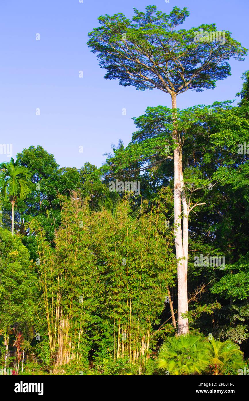 Malaysia, Sabah, Sepilok, rainforest, flora, vegetation, plants, trees ...