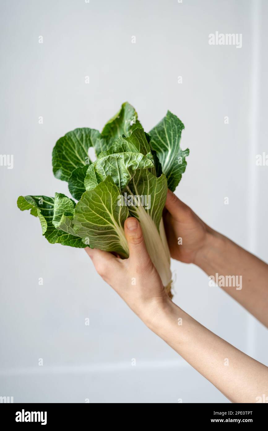 Female hands holding pak choi against white wall Stock Photo - Alamy