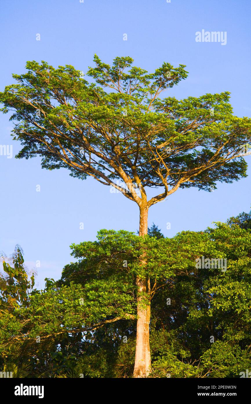 Malaysia, Sabah, Sepilok, rainforest, flora, vegetation, plants, trees ...
