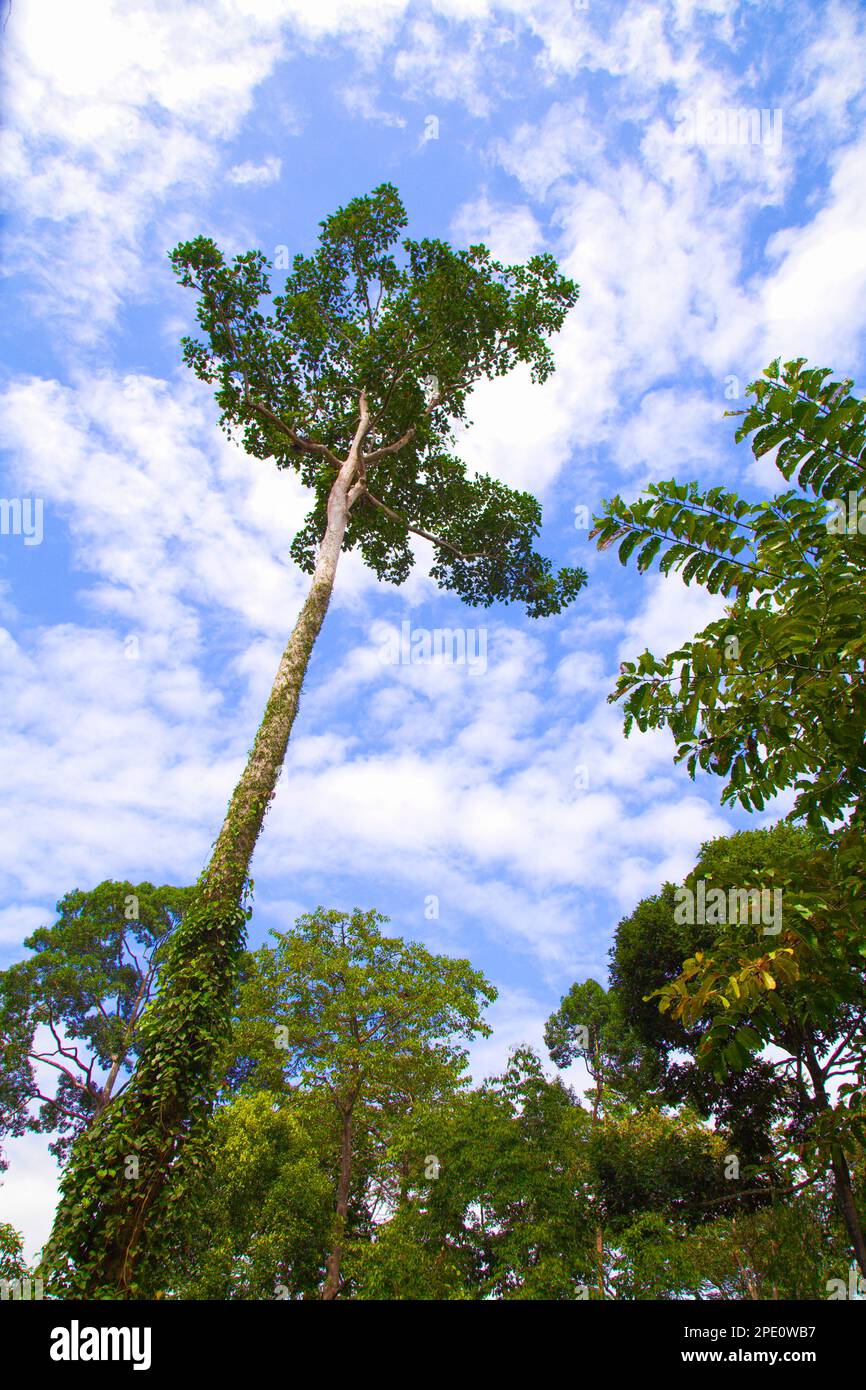 Malaysia, Sabah, Sepilok, rainforest, flora, vegetation, plants, trees ...