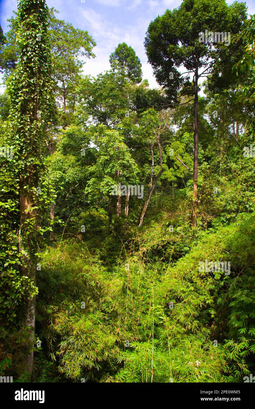 Malaysia, Sabah, Sepilok, rainforest, flora, vegetation, plants, trees ...