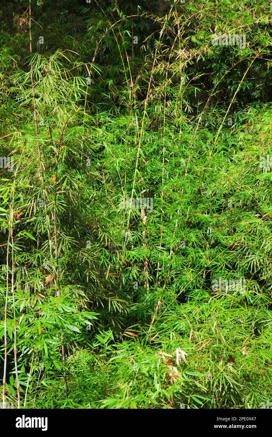 Malaysia, Sabah, Sepilok, rainforest, flora, vegetation, plants, trees ...