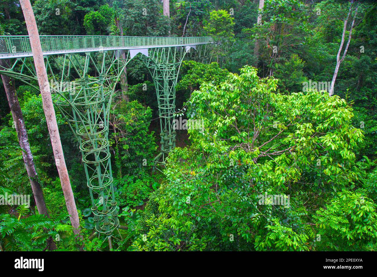 Malaysia, Sabah, Sepilok, rainforest, flora, vegetation, plants, trees ...