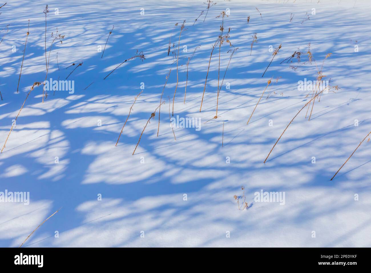 Trees on a long-gone farm clearing along Munising Ski Trails at ...