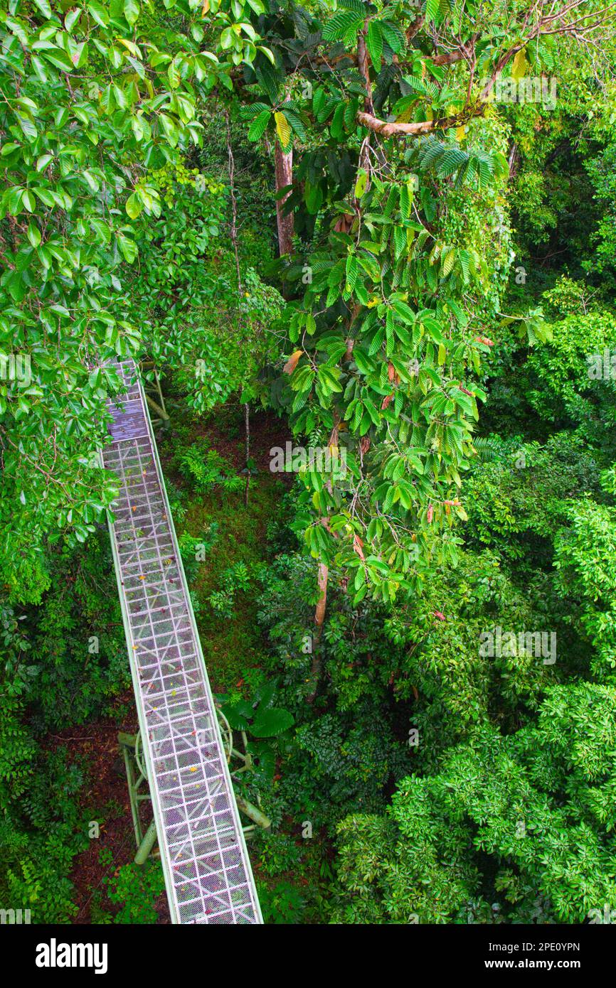 Malaysia, Sabah, Sepilok, rainforest, flora, vegetation, plants, trees ...