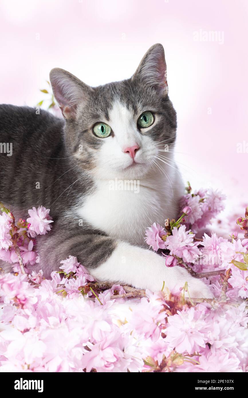 Cute tabby cat with cherry blossoms isolated on white background Stock Photo - Alamy