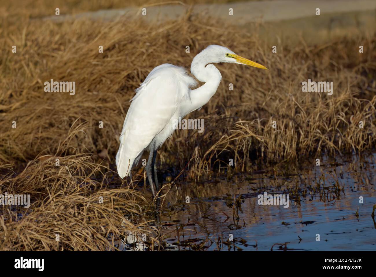 A beautiful Great Egret on a winter morning. They're found in Asia ...