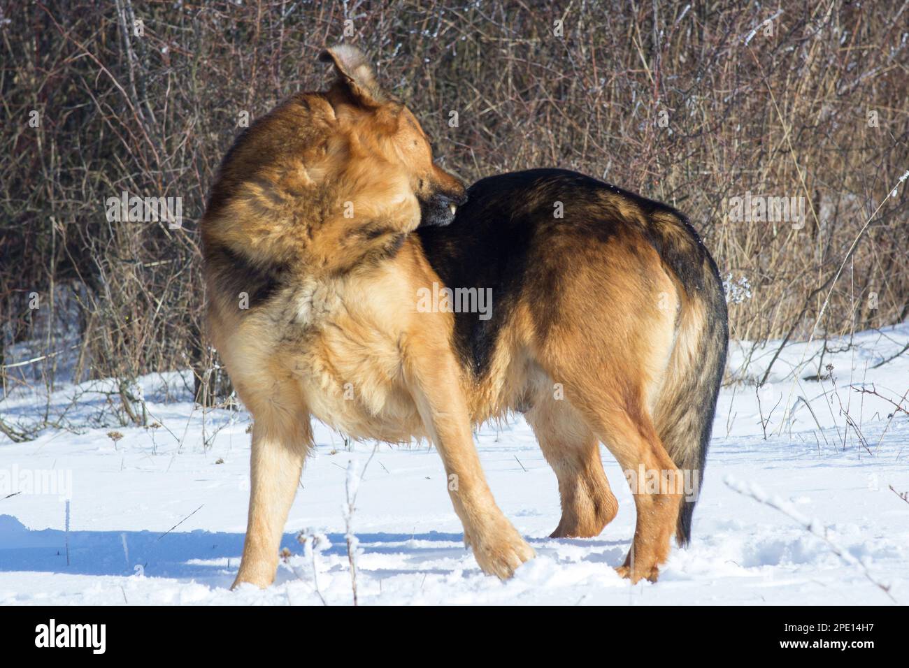 Bites back hi-res stock photography and images - Alamy