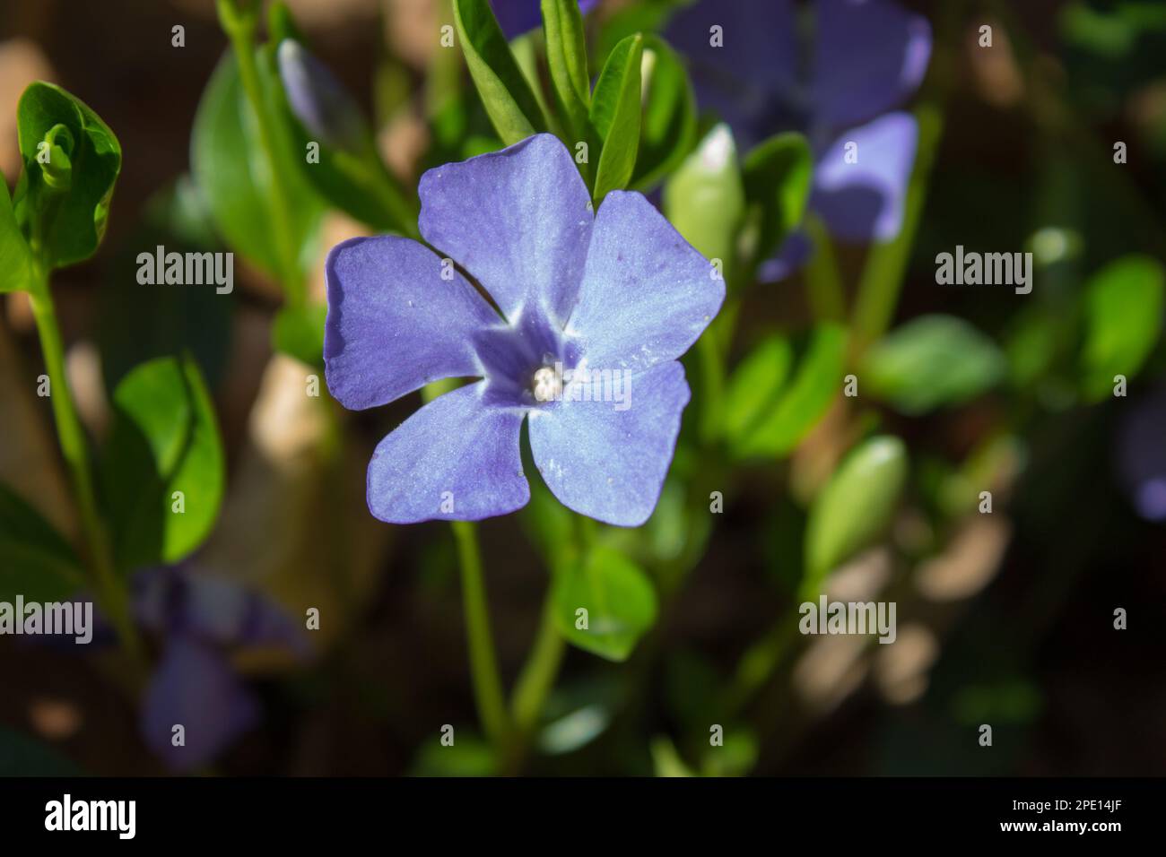 flower periwinkle blue grow in the woods in the spring Stock Photo - Alamy