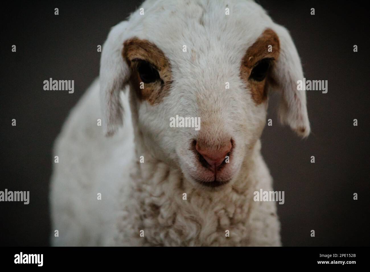 Gentle lamb hi-res stock photography and images - Alamy