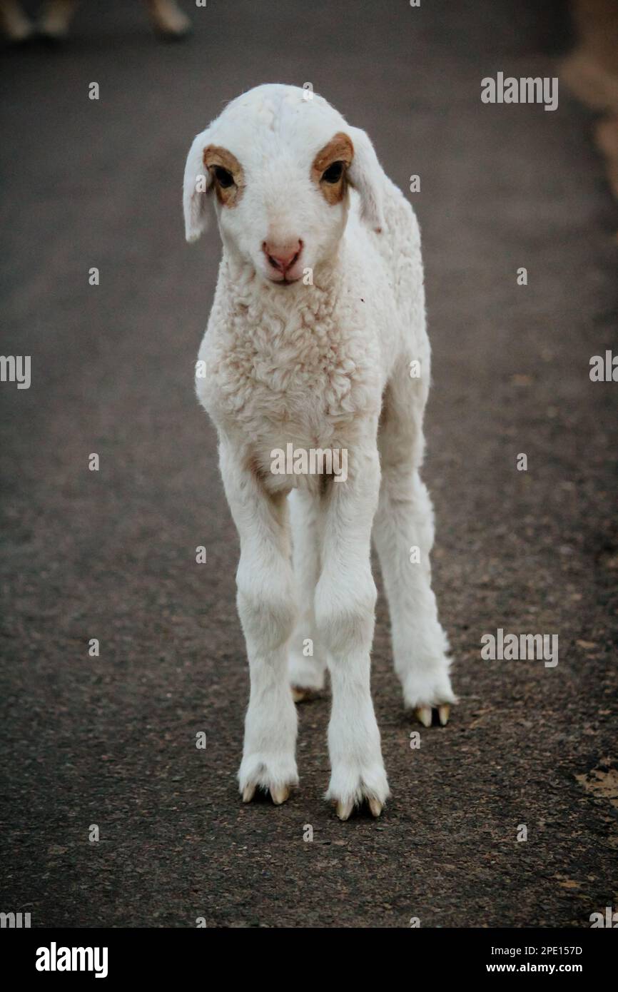 Grazing along a street hi-res stock photography and images - Alamy