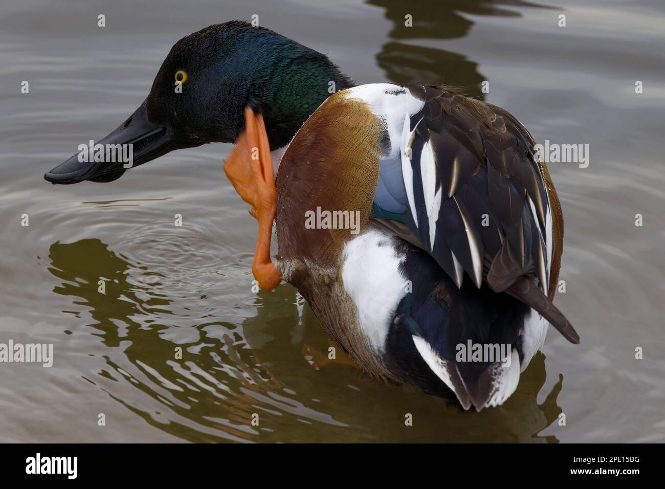 A beautiful Northern Shoveler (Male) on a winter morning. The male has ...