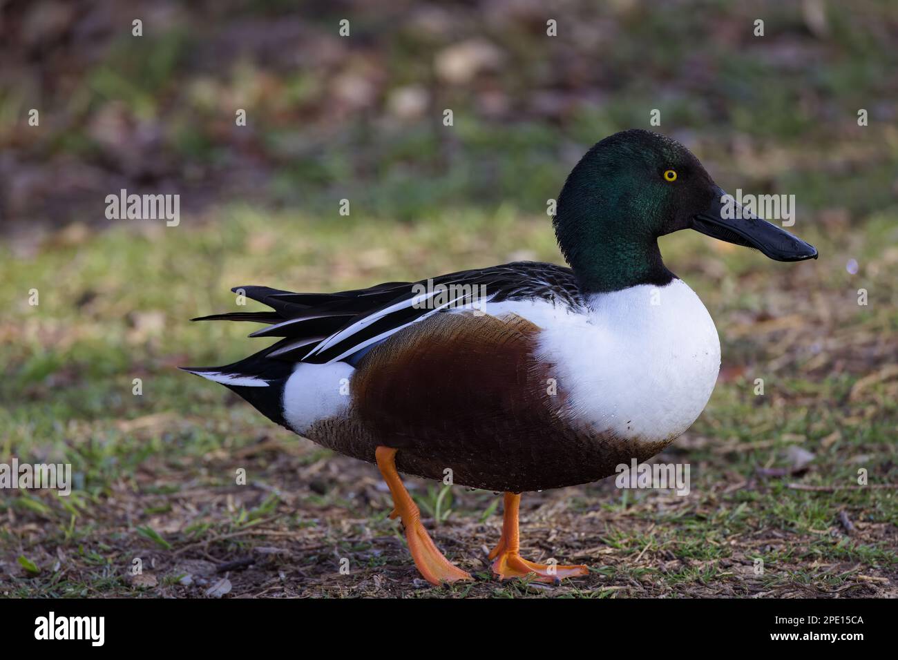 A beautiful Northern Shoveler (Male) on a winter morning. The male has ...