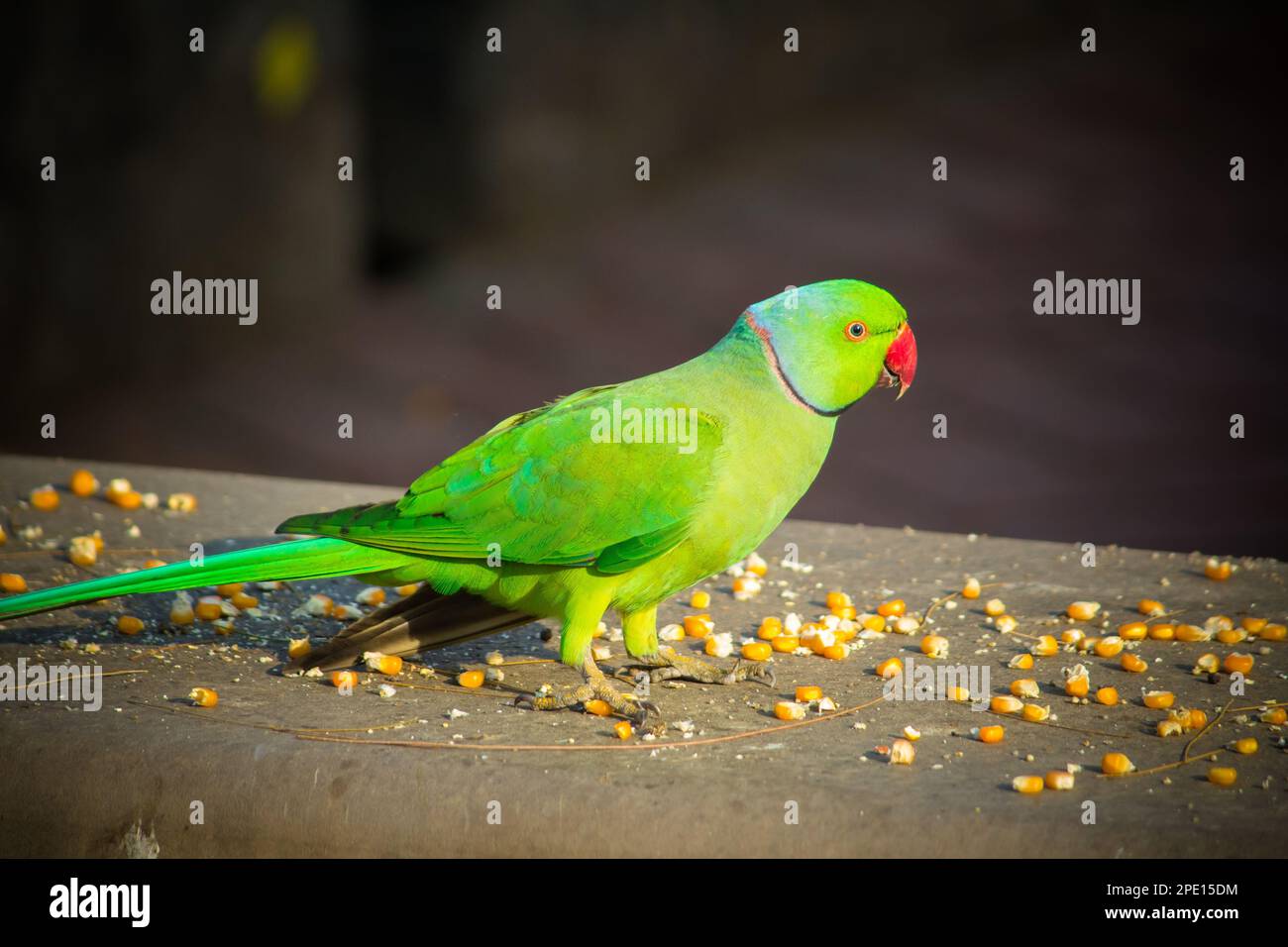 A vibrant green parrot perched on a rock eating corn Stock Photo - Alamy