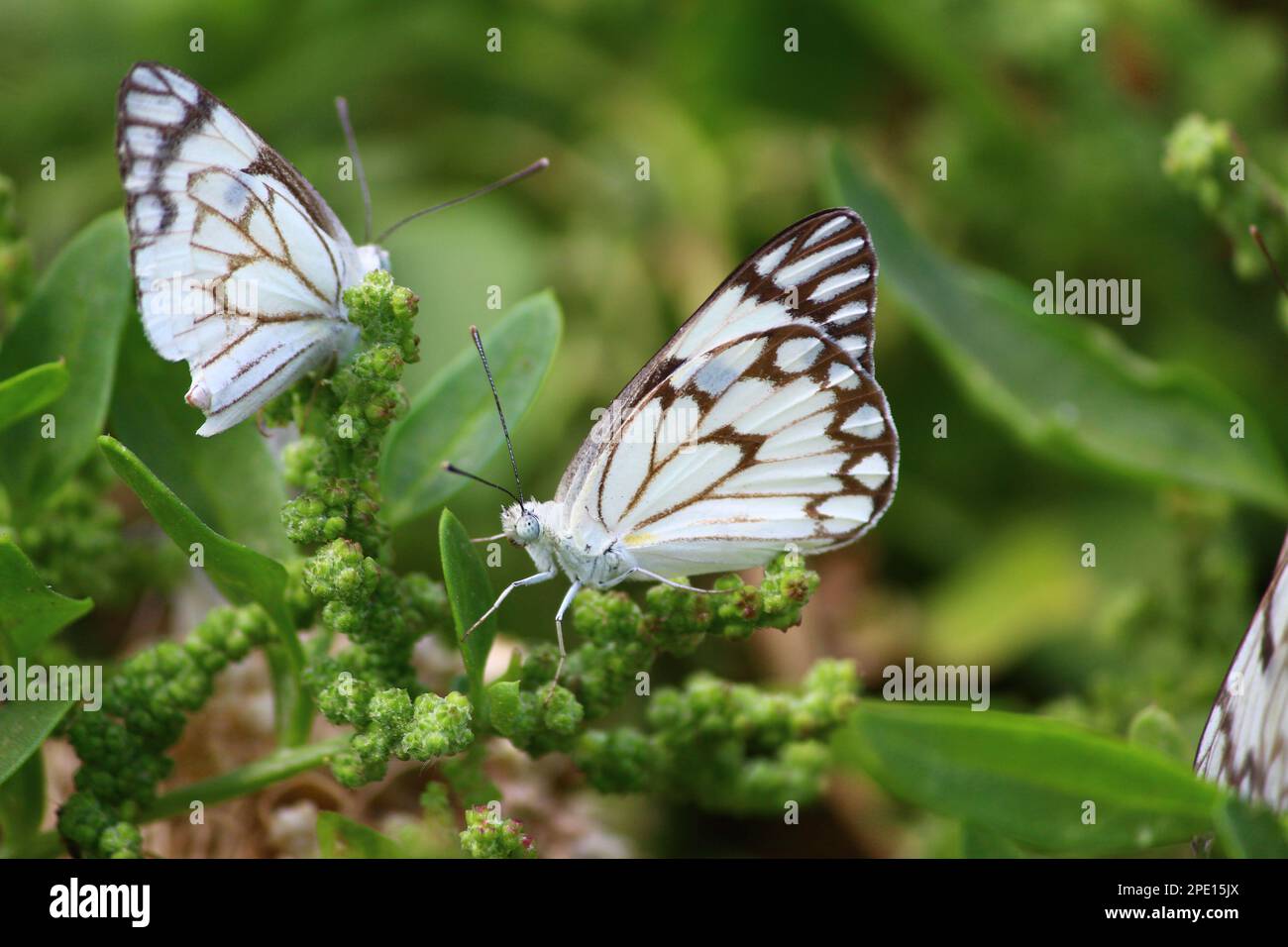 Closeup of two white butterflies on a plant Stock Photo - Alamy
