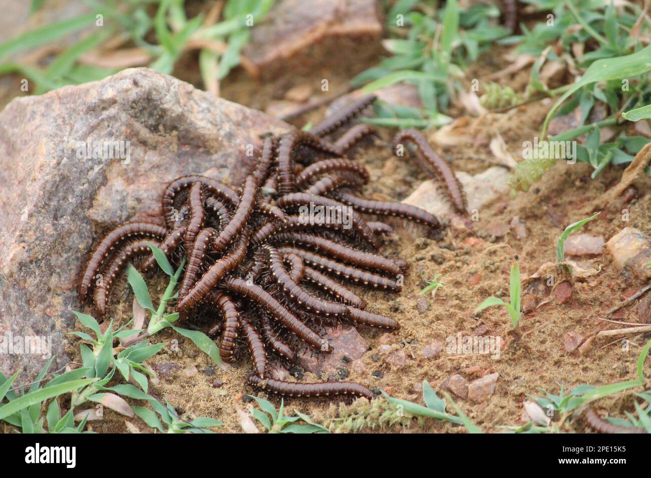 Dwelling of earthworms hi-res stock photography and images - Alamy
