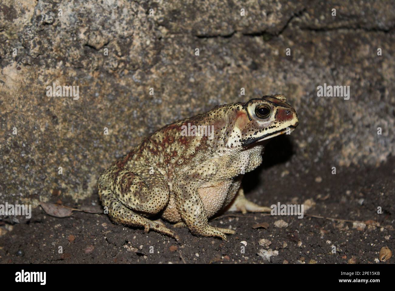 Small viewer hi-res stock photography and images - Alamy