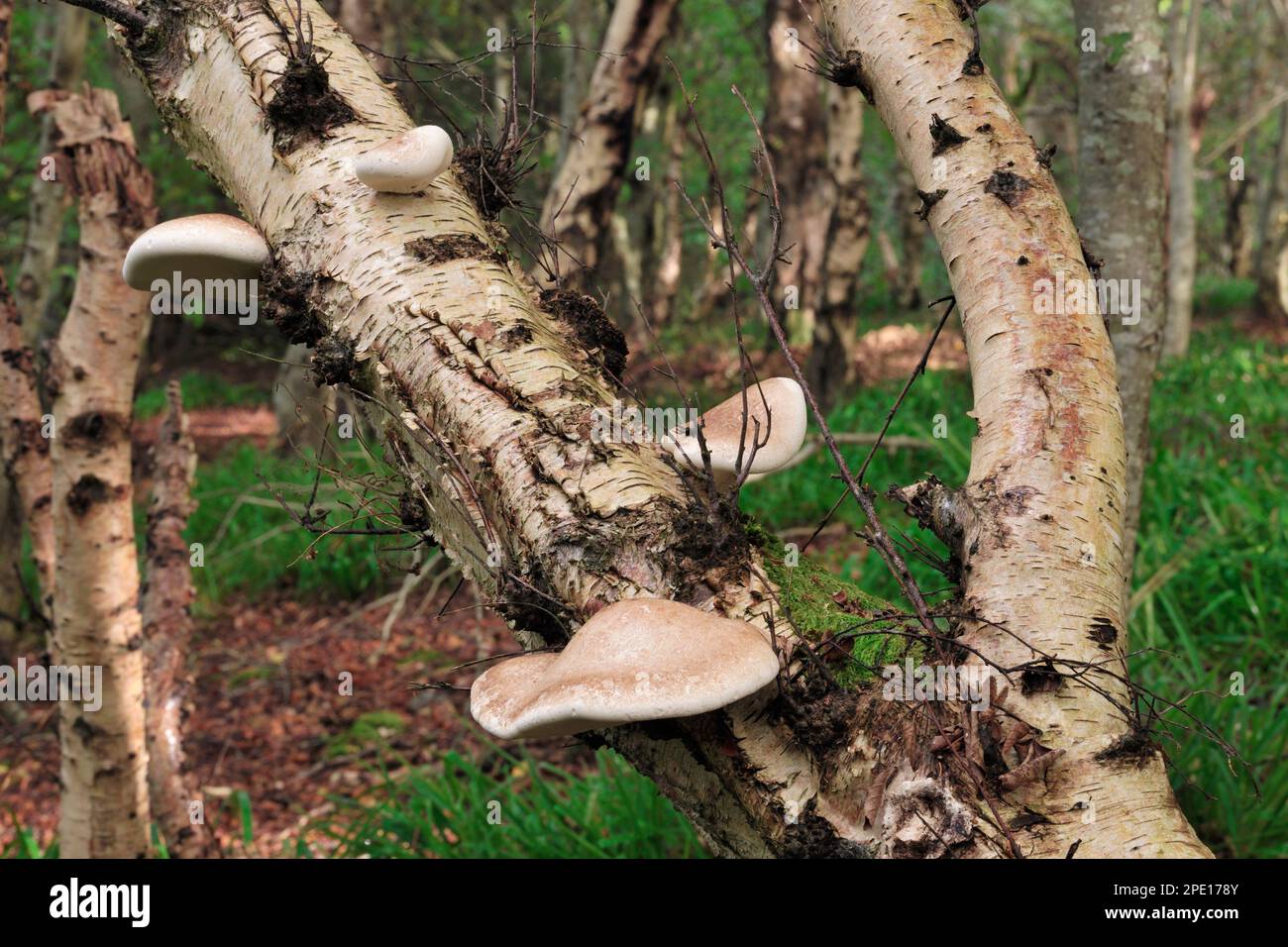 Birch Polypore / Razor-strop fungi (Piptoporus betulinus) growing on ...