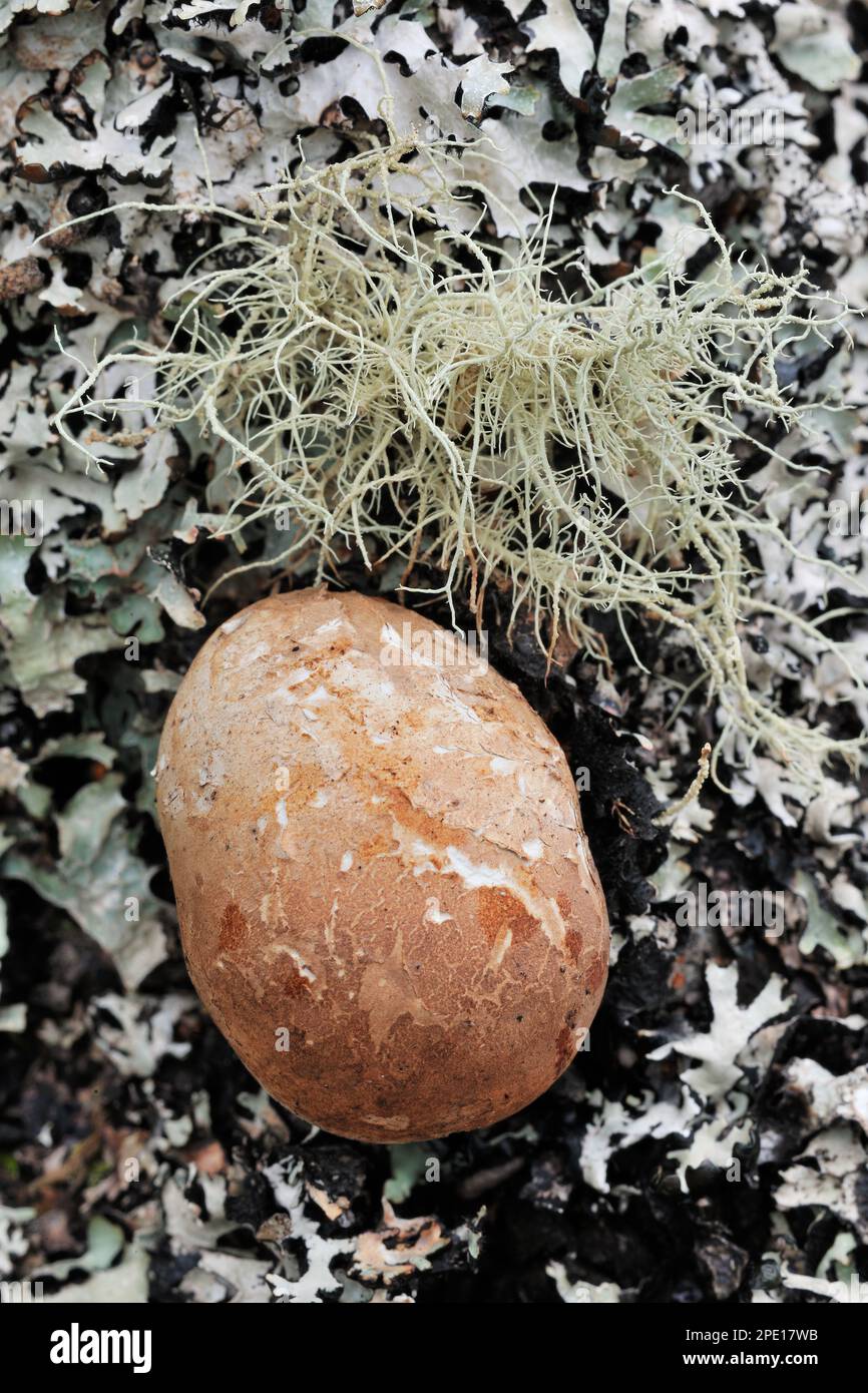 Birch Polypore Fungi (Piptoporus betulinus) newly emerging specimen ...