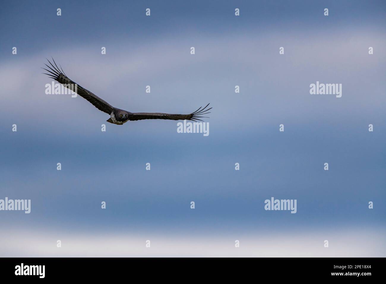 A Martial Eagle is seen in flight in Zimbabwe's Hwange National Park ...