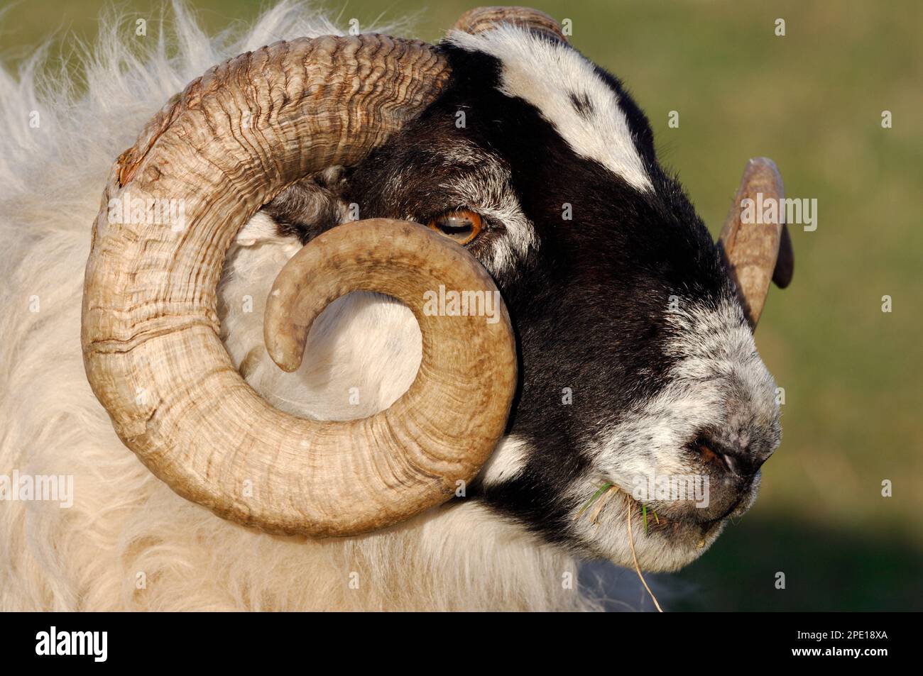 Black-faced Sheep (ovis domesticus) close-up of a ram in spring with ...
