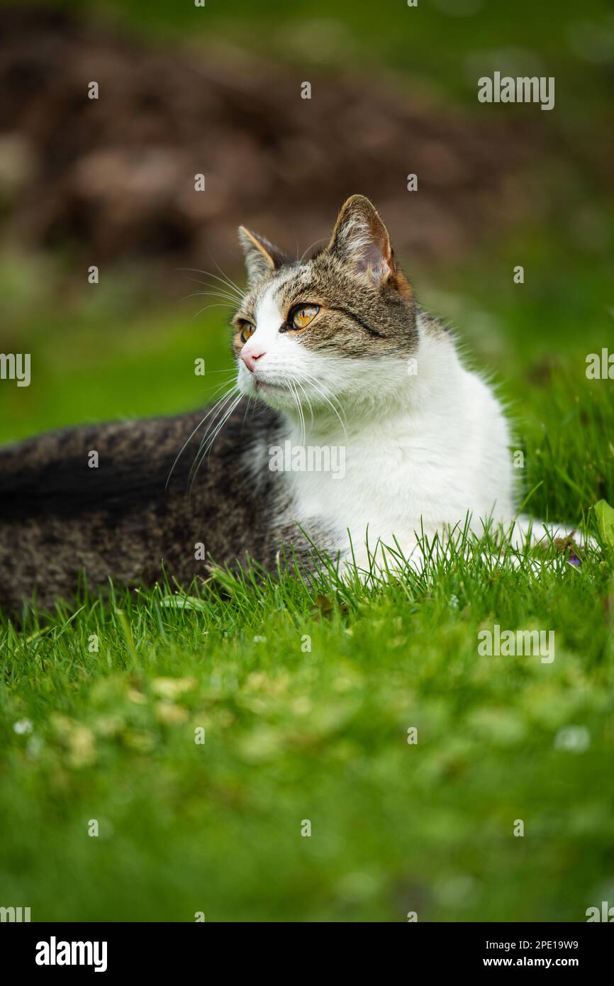 Domestic cat in a garden looks into the distance Stock Photo - Alamy