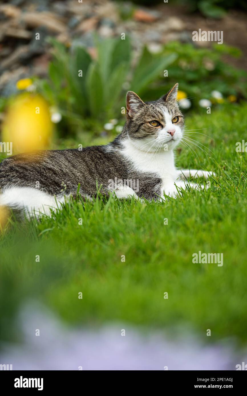Domestic cat in a garden looks into the distance Stock Photo - Alamy