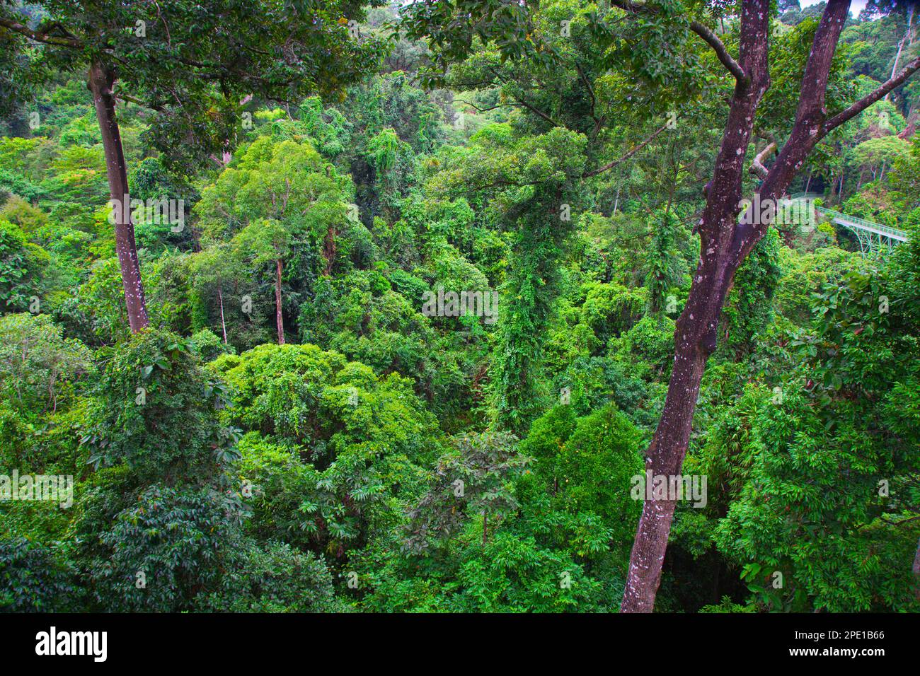 Malaysia, Sabah, Sepilok, rainforest, flora, vegetation, plants, trees ...