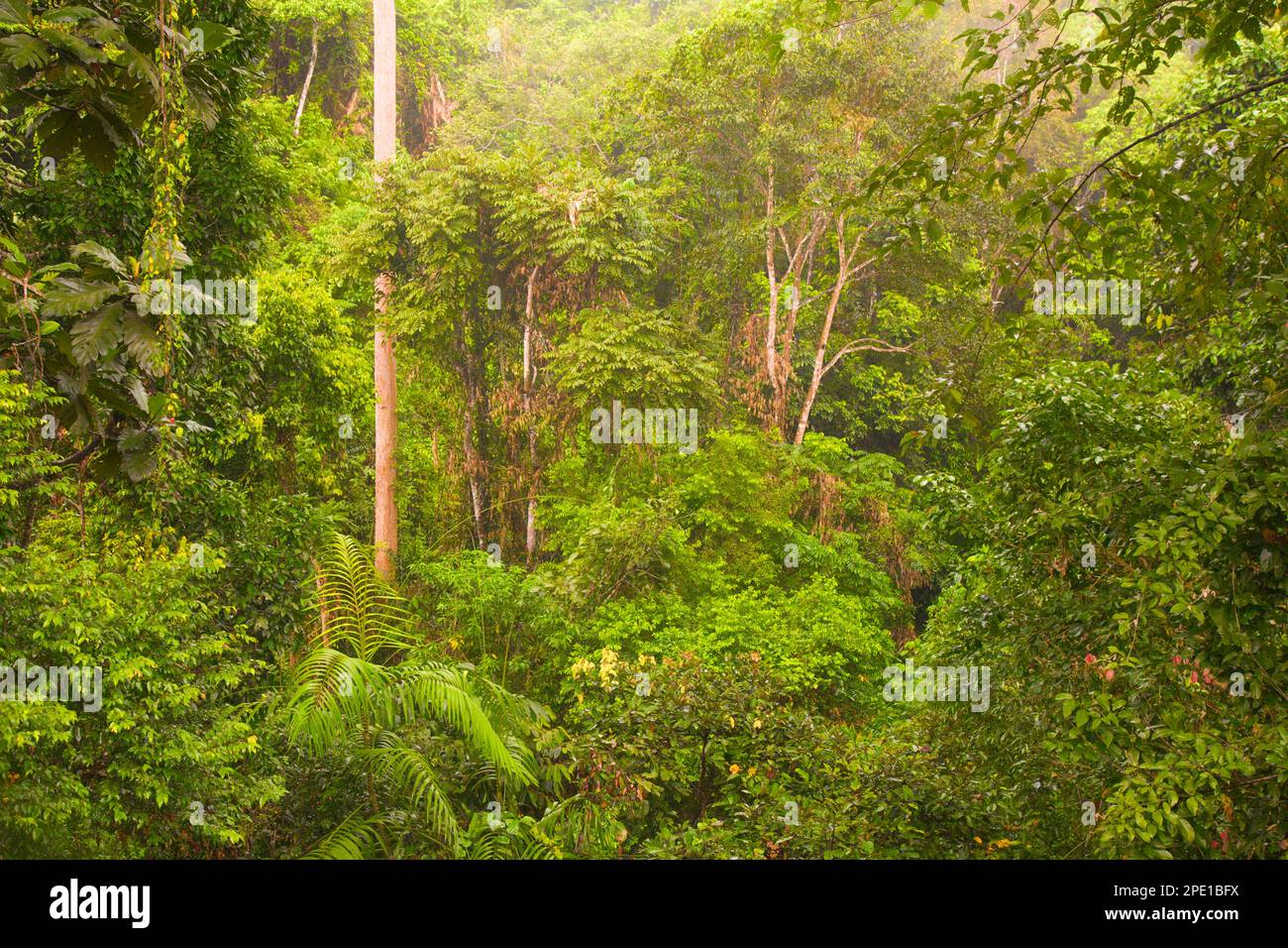 Malaysia, Sabah, Sepilok, rainforest, flora, vegetation, plants, trees ...