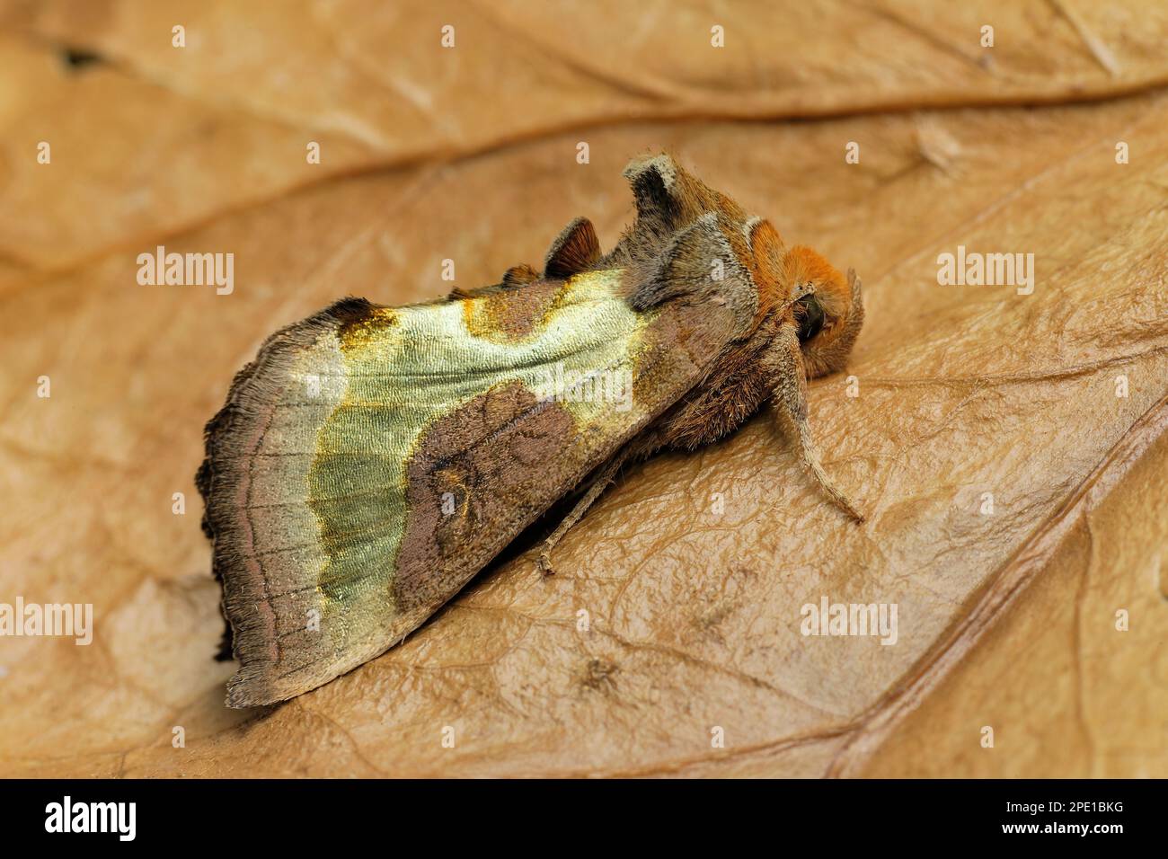 Burnished brass moth (Diachrysia chrysitis) adult resting on dead leaf ...