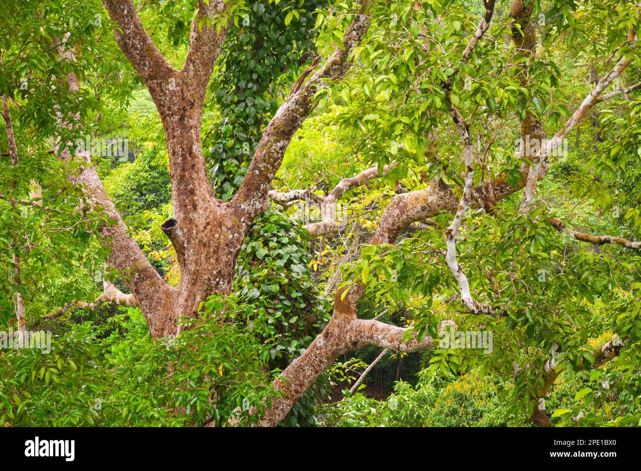 Malaysia, Sabah, Sepilok, rainforest, flora, vegetation, plants, trees ...