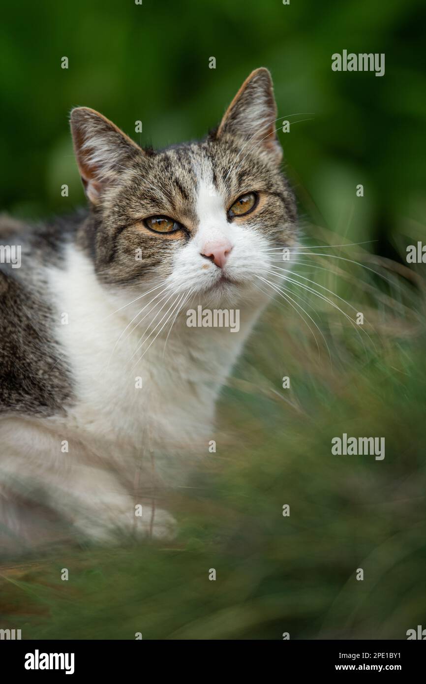 Domestic cat in a garden looks into the distance Stock Photo - Alamy