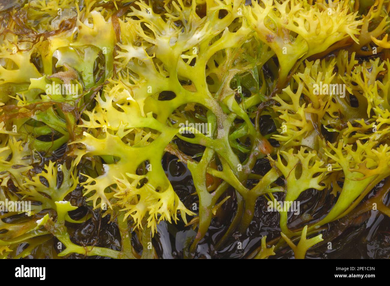 Carrageen / Irish Moss Seaweed (Chondrus crispus) exposed at low tide ...