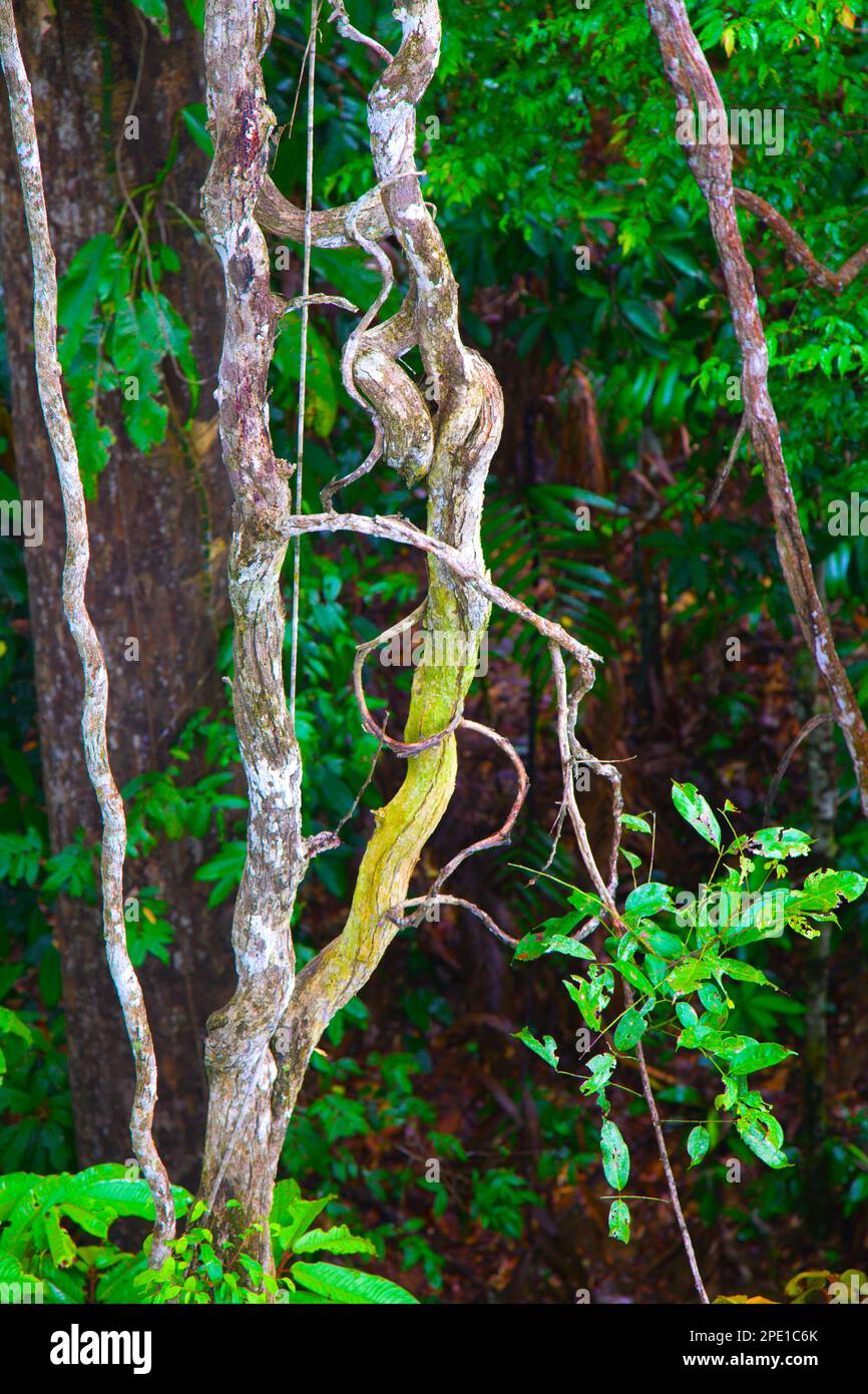Malaysia, Sabah, Sepilok, rainforest, flora, vegetation, plants, trees ...