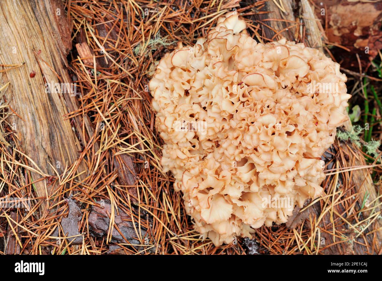 Cauliflower fungi (Sparassis crispa) specimen growing on forest floor ...