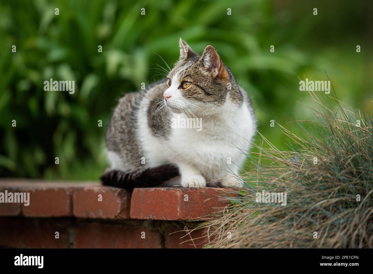 Domestic cat sitting on a wall and looks into the distance Stock Photo ...