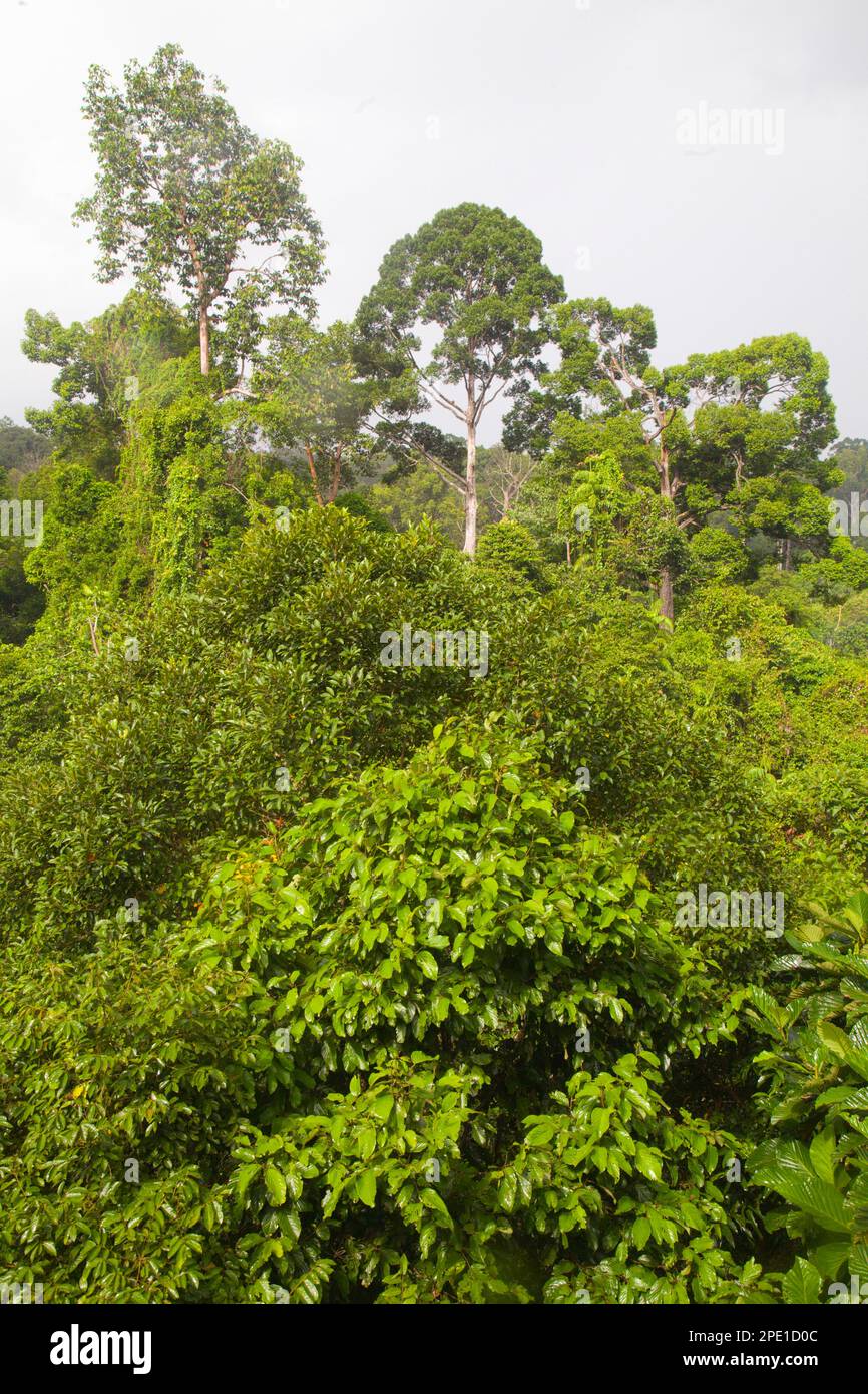 Malaysia, Sabah, Sepilok, rainforest, flora, vegetation, plants, trees ...